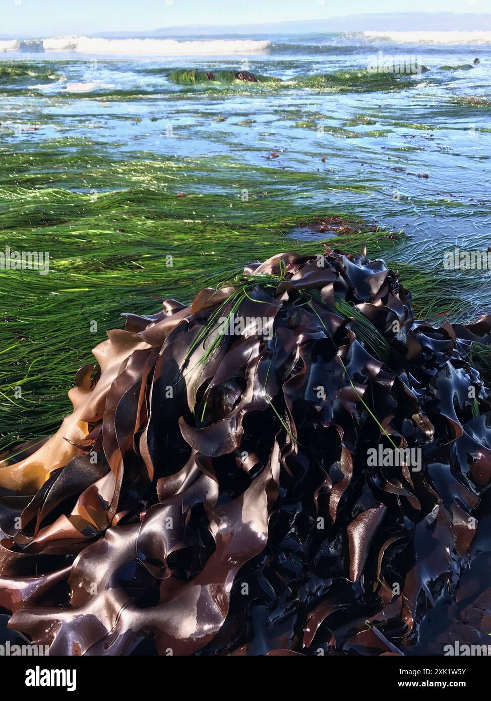 red algae (Rhodophyta) Plantae Stock Photo - Alamy