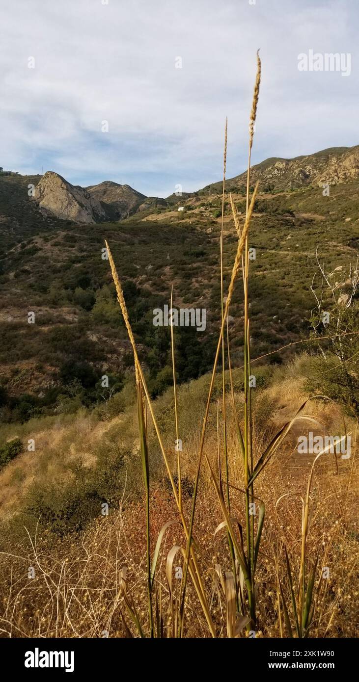 giant wild rye (Leymus condensatus) Plantae Stock Photo - Alamy