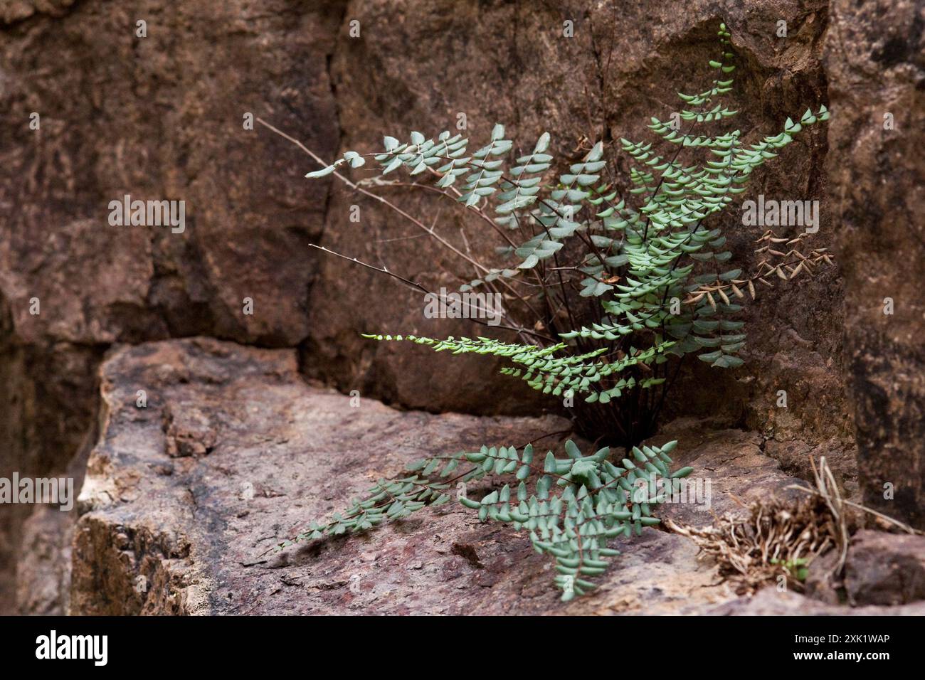 spiny cliff-brake (Pellaea truncata) Plantae Stock Photo - Alamy