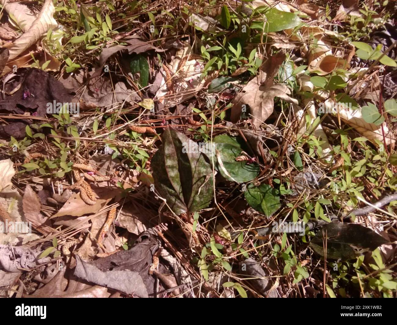 crane-fly orchid (Tipularia discolor) Plantae Stock Photo - Alamy
