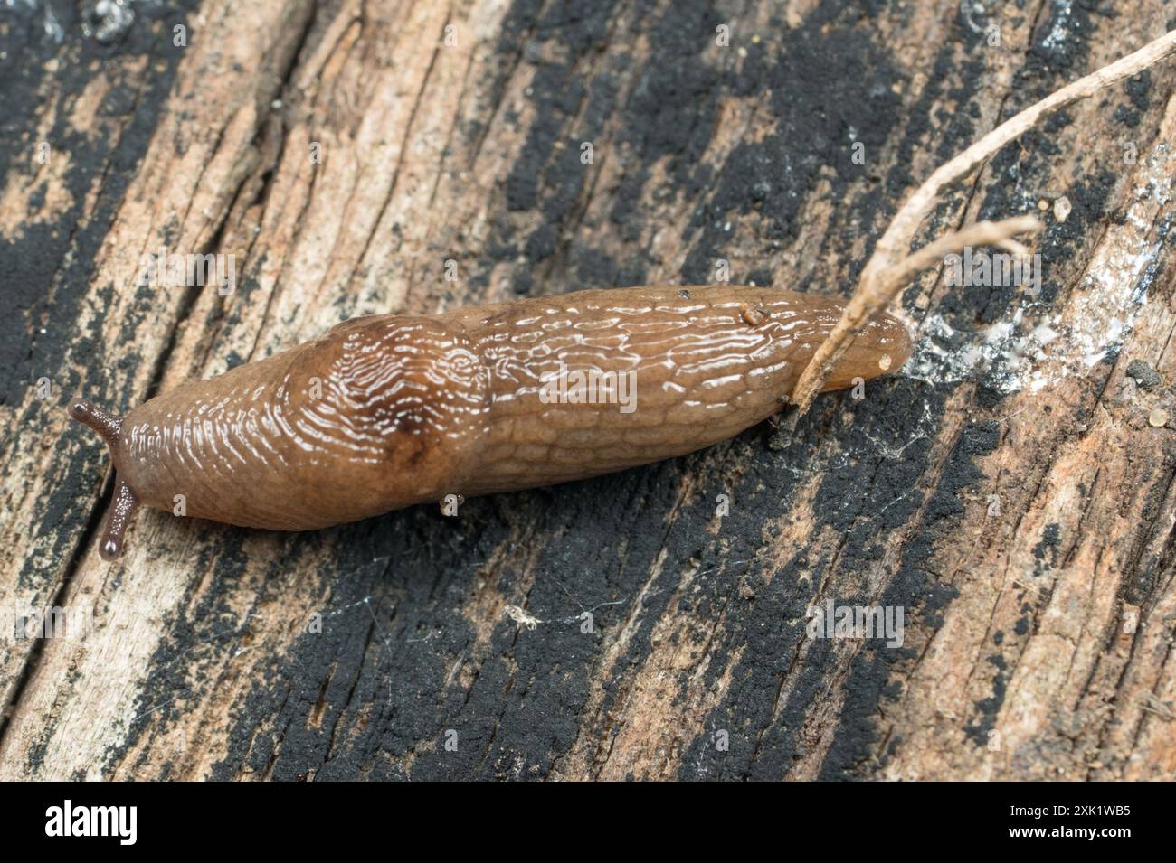 Smooth Land Slugs (Deroceras) Mollusca Stock Photo - Alamy