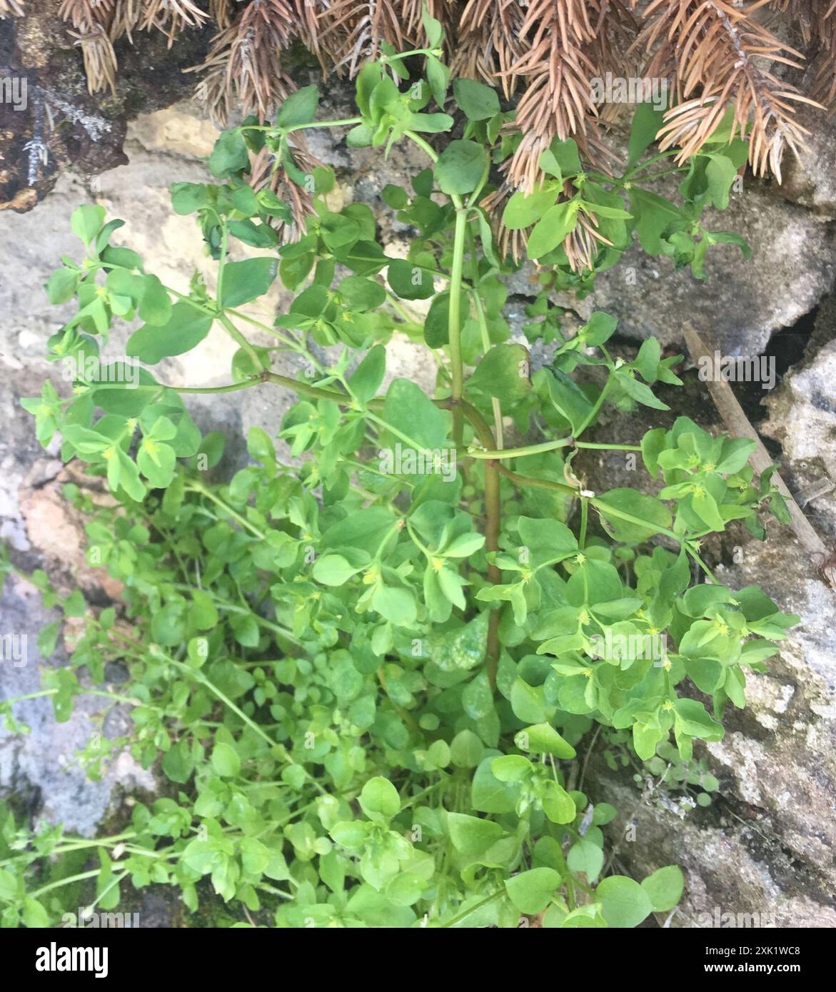 Petty Spurge (Euphorbia peplus) Plantae Stock Photo - Alamy