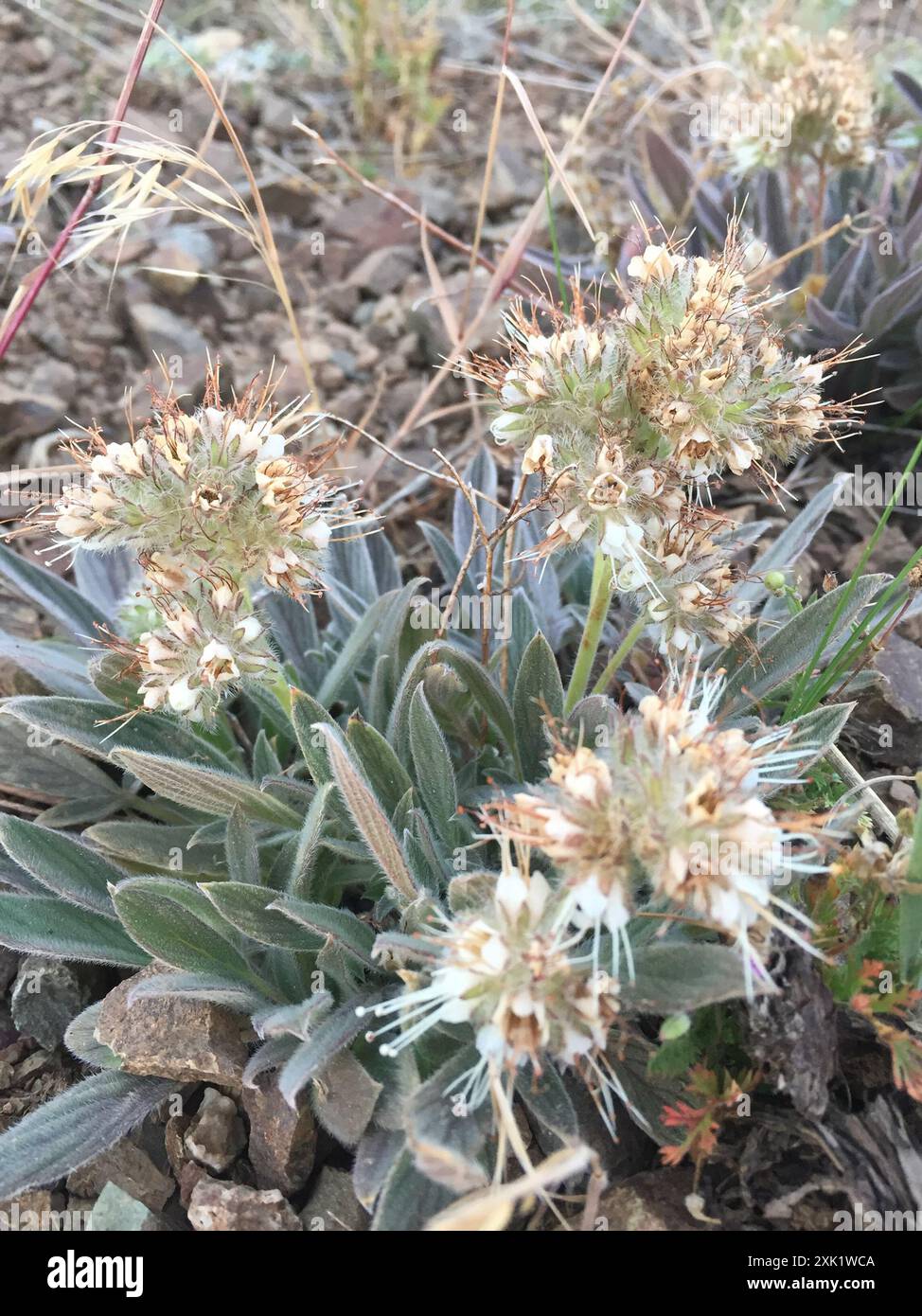 Scorpionweeds (Phacelia) Plantae Stock Photo - Alamy