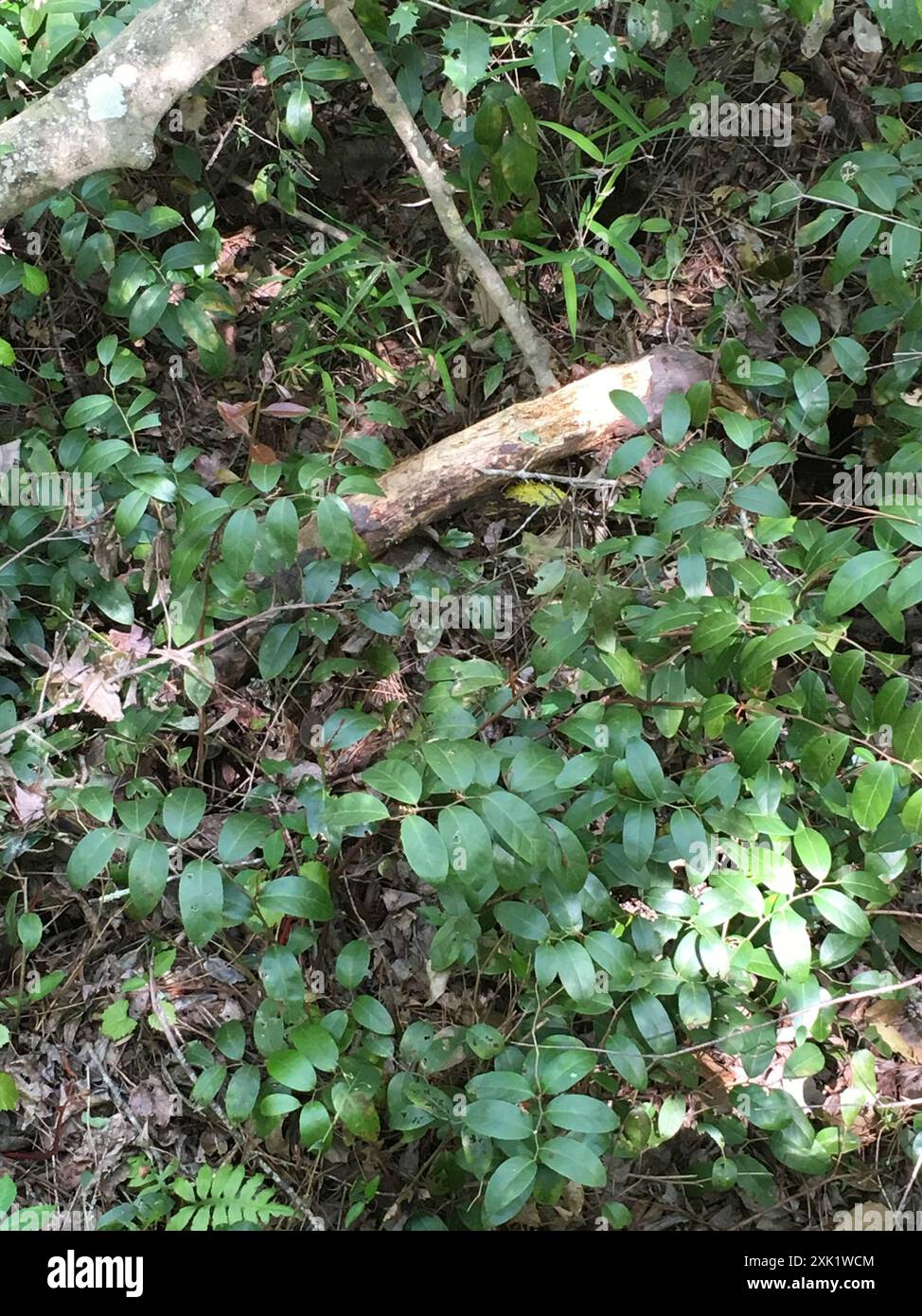 Swamp Dog-laurel (Leucothoe axillaris) Plantae Stock Photo - Alamy