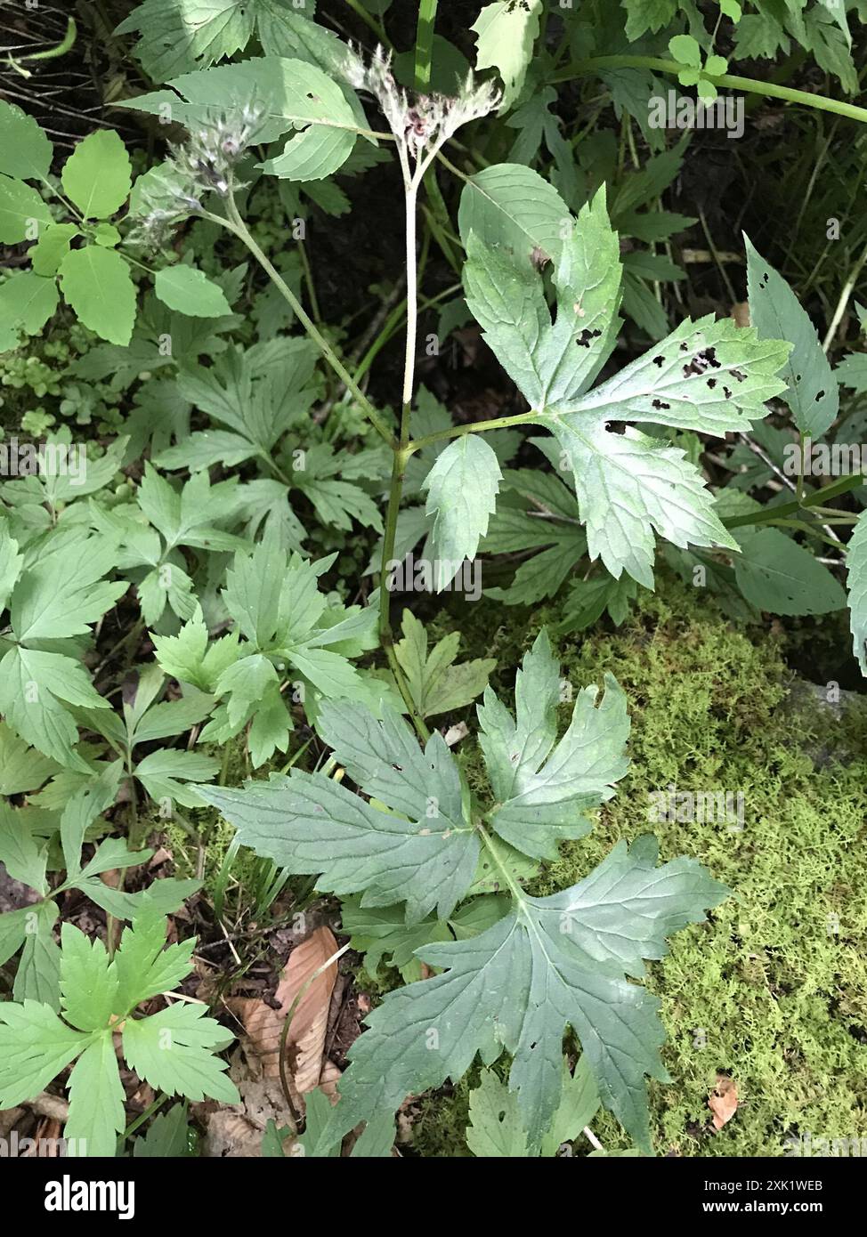 Appalachian waterleaf (Hydrophyllum virginianum atranthum) Plantae ...