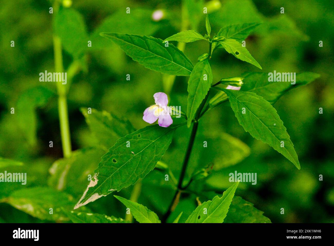 sharpwing monkeyflower (Mimulus alatus) Plantae Stock Photo - Alamy