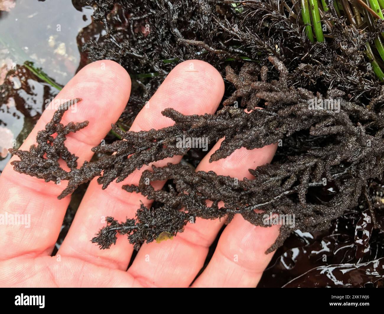 beauty bush alga (Callithamnion pikeanum) Plantae Stock Photo - Alamy