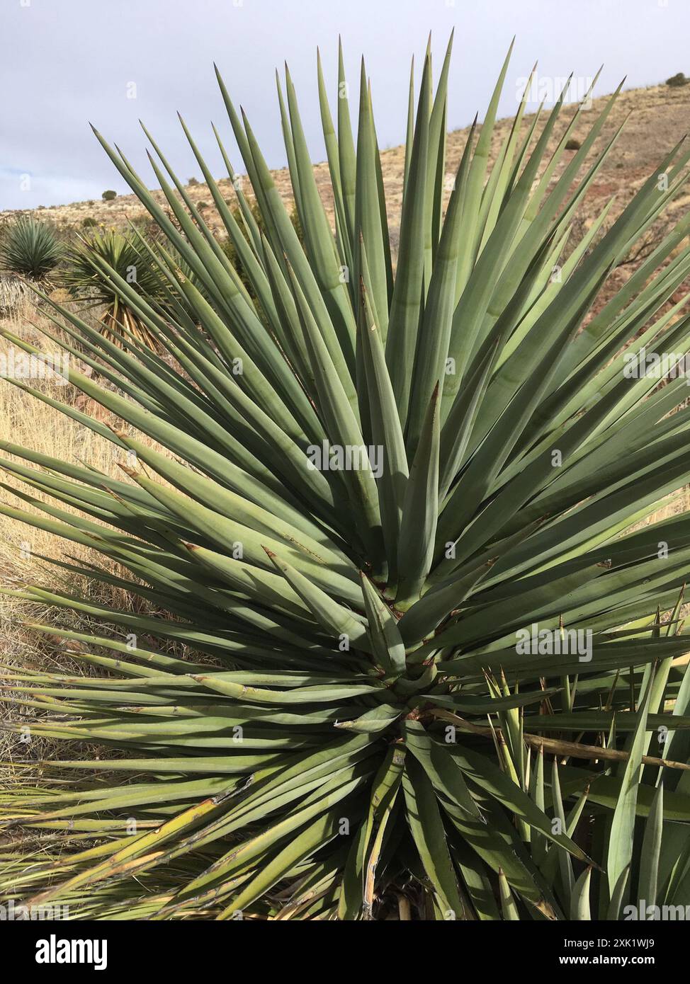 mountain yucca (Yucca madrensis) Plantae Stock Photo - Alamy