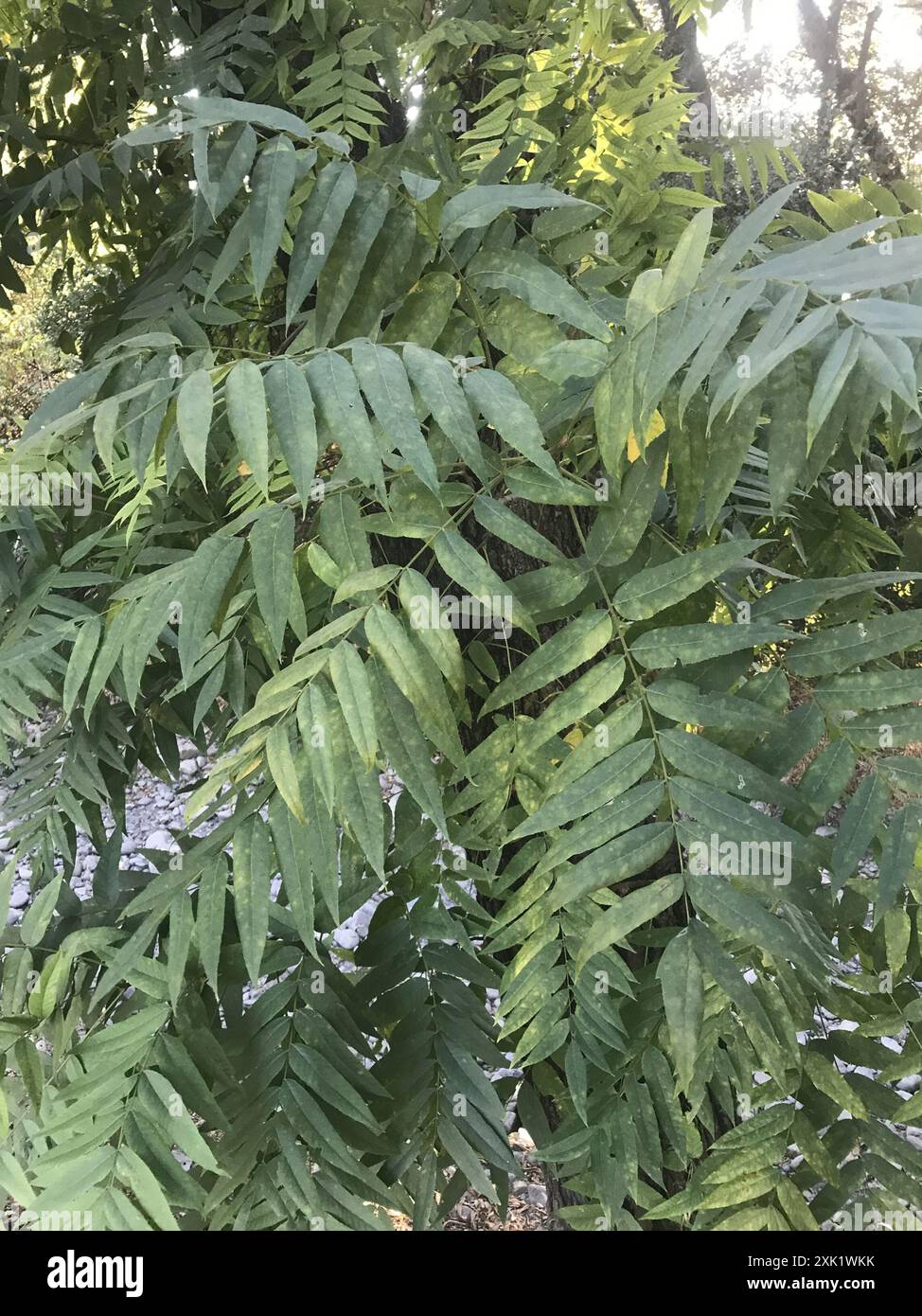 vascular plants (Tracheophyta) Plantae Stock Photo - Alamy
