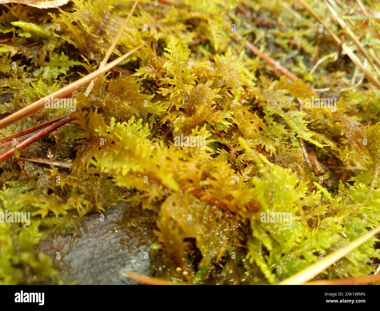 delicate fern moss (Thuidium delicatulum) Plantae Stock Photo - Alamy