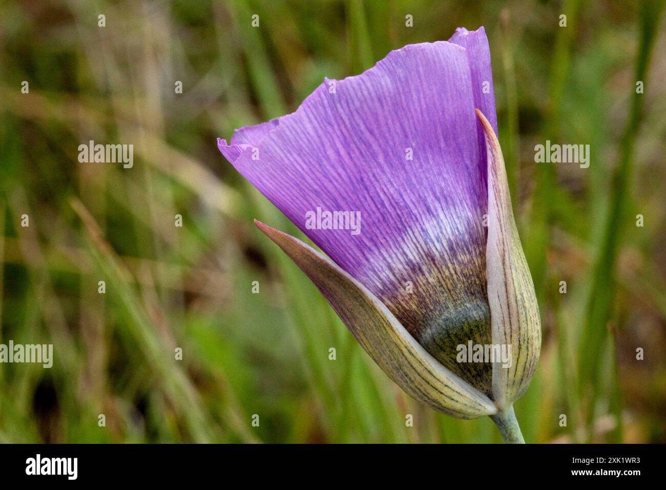 Gunnison's Mariposa Lily (Calochortus gunnisonii) Plantae Stock Photo ...