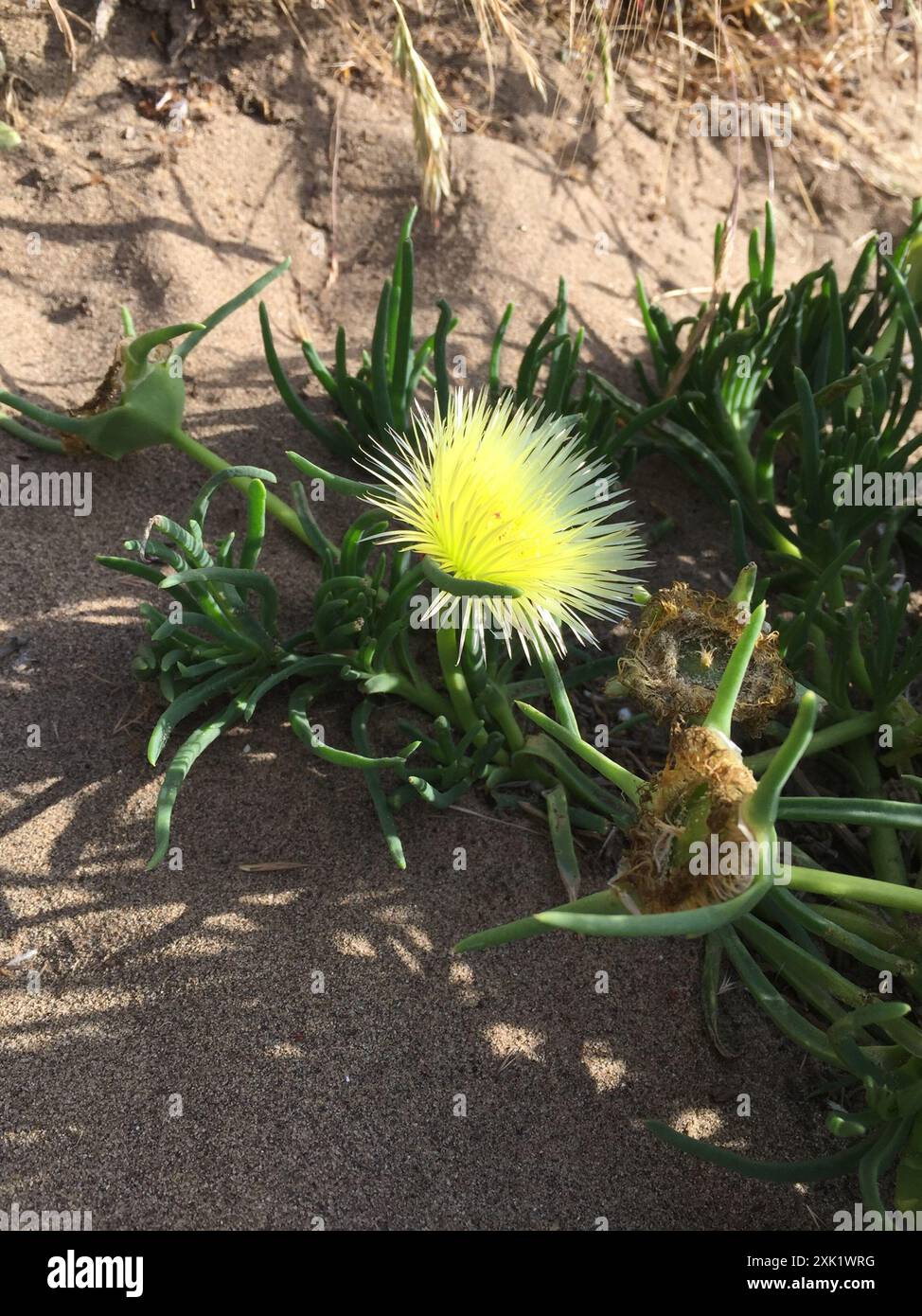 Pig's-root (Conicosia pugioniformis) Plantae Stock Photo - Alamy