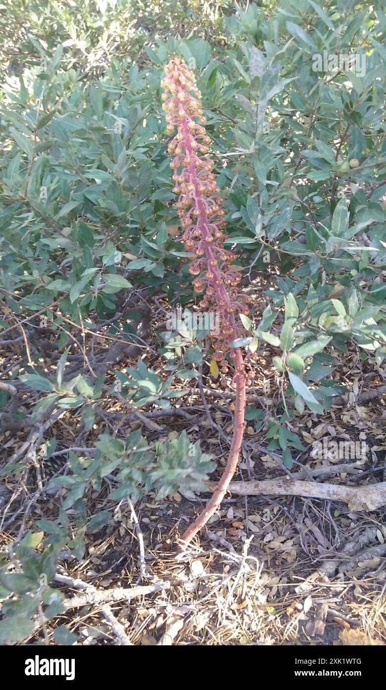 woodland pinedrops (Pterospora andromedea) Plantae Stock Photo - Alamy