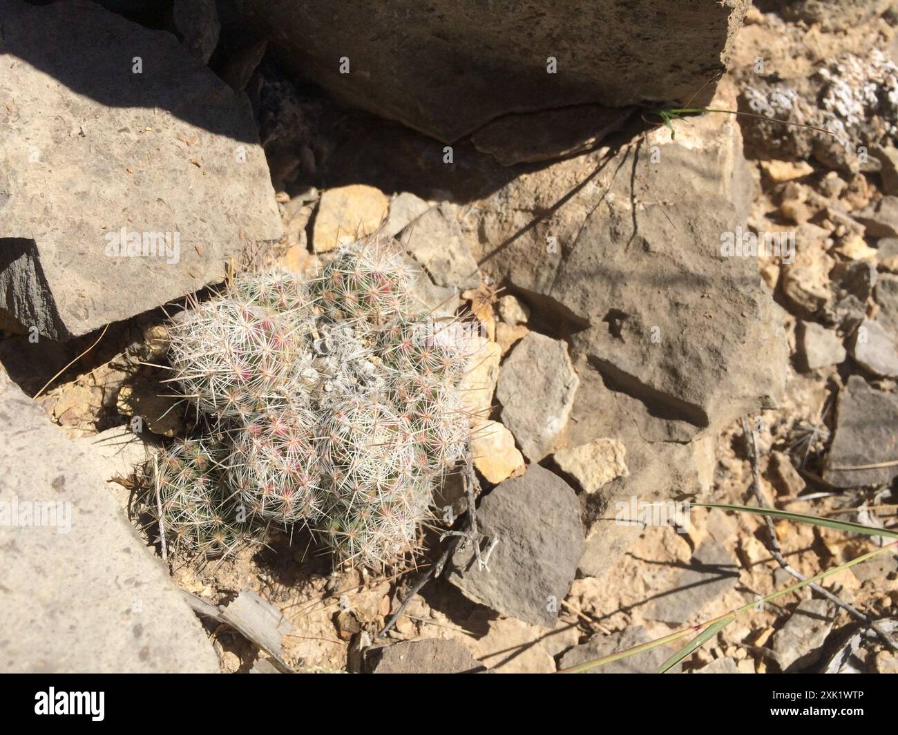 Whitecolumn Foxtail Cactus (Escobaria tuberculosa) Plantae Stock Photo ...