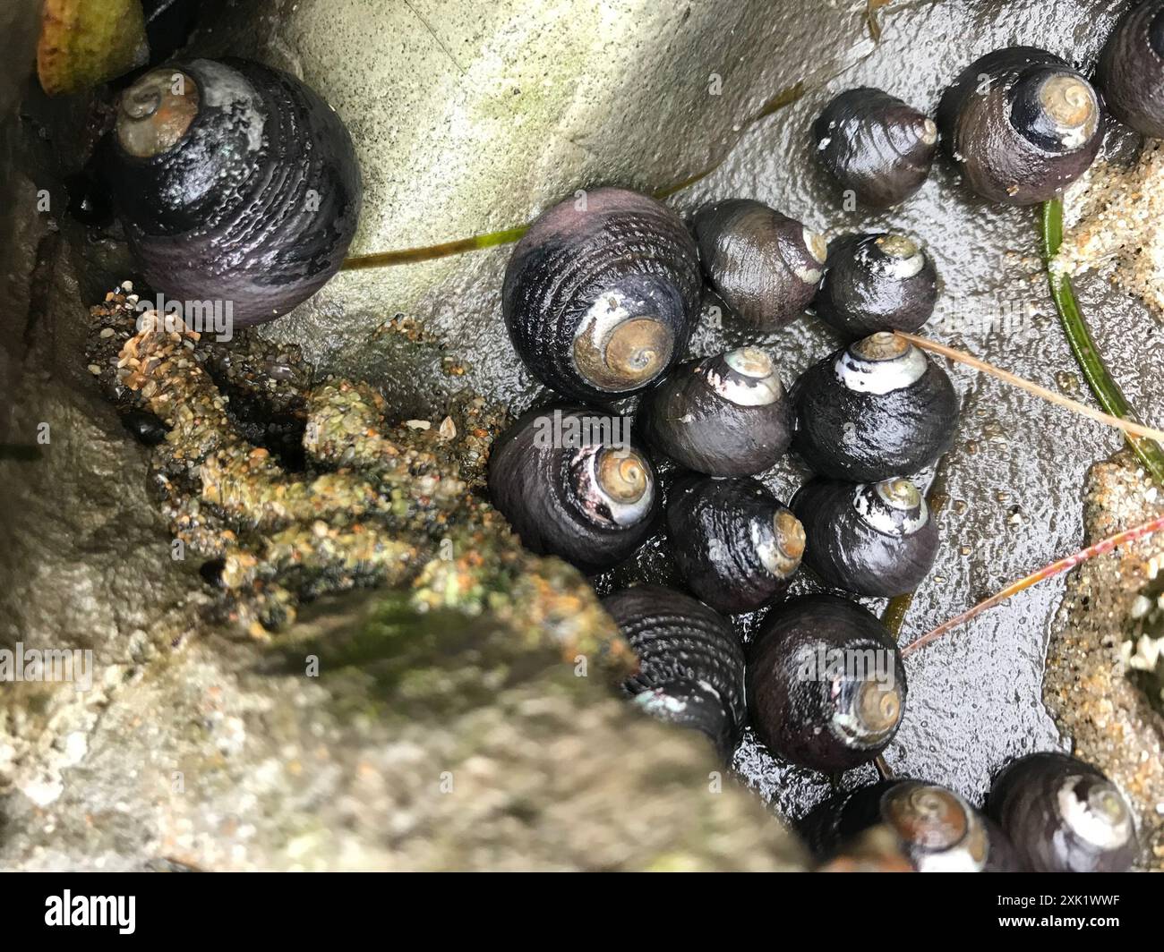 Black Tegula (Tegula funebralis) Mollusca Stock Photo - Alamy