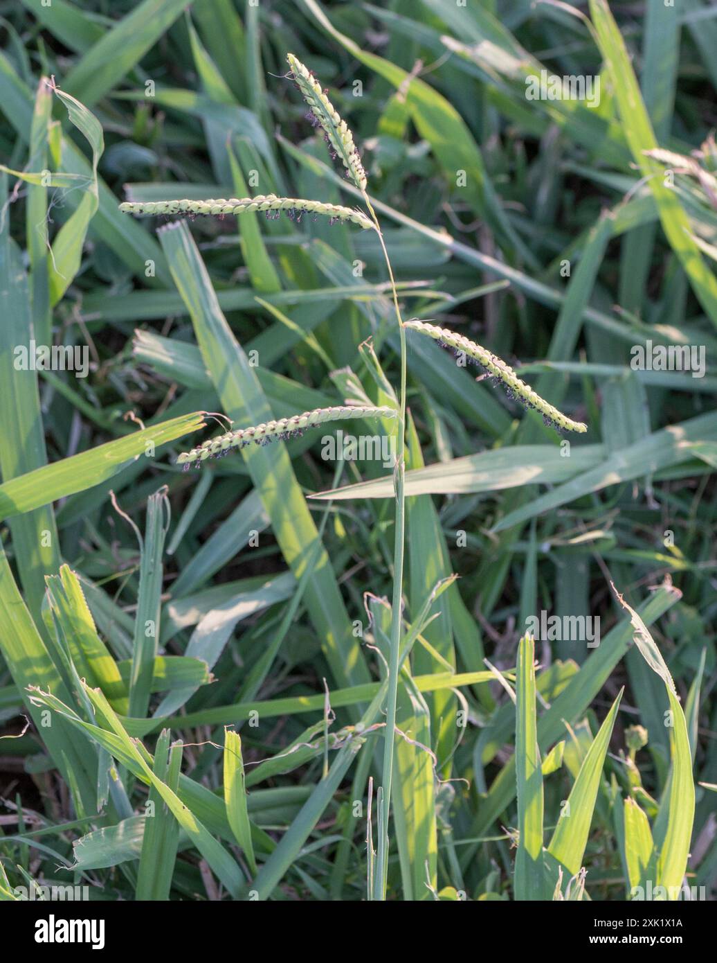 Dallis grass (Paspalum dilatatum) Plantae Stock Photo - Alamy