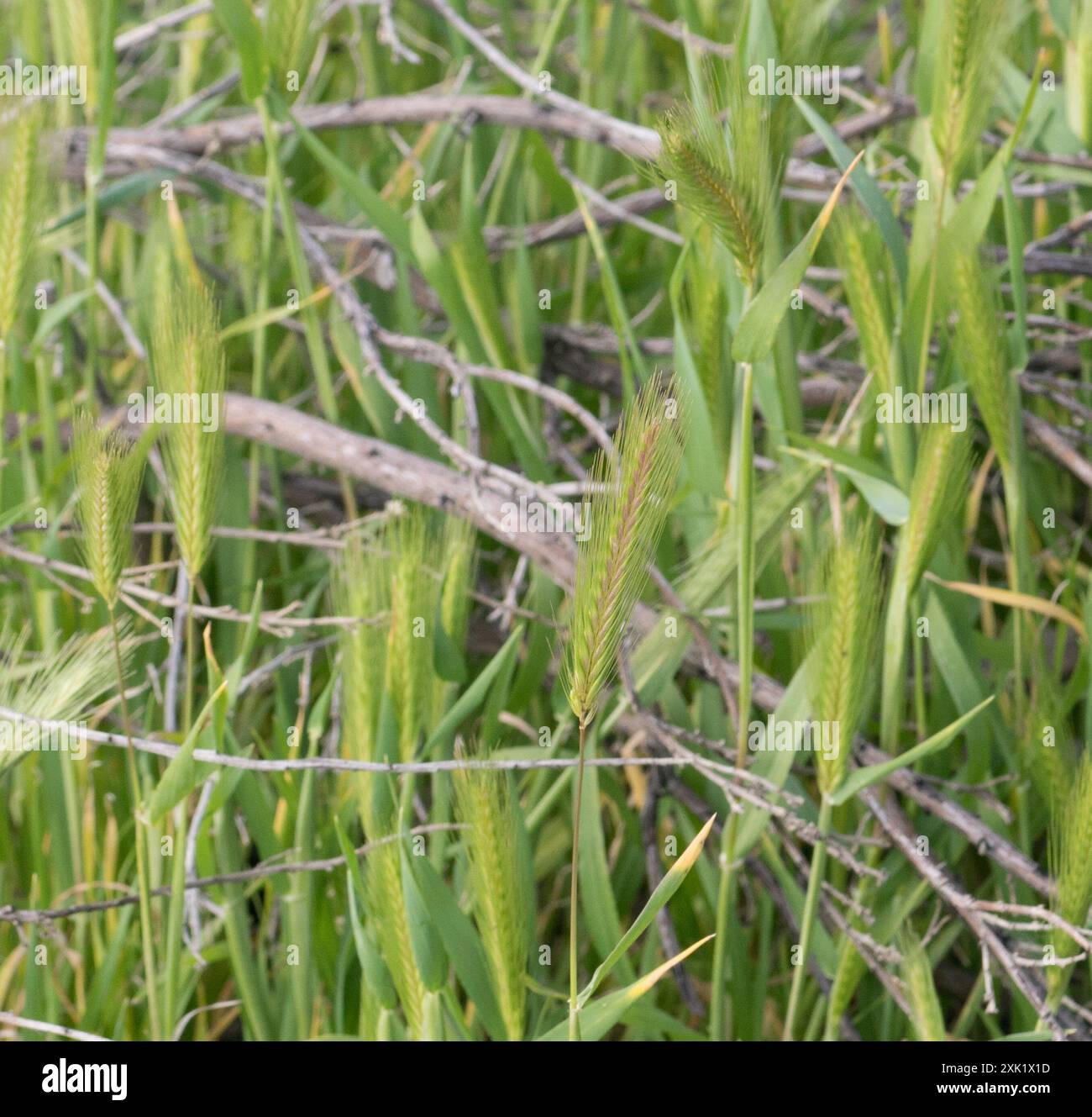wall barley (Hordeum murinum) Plantae Stock Photo - Alamy