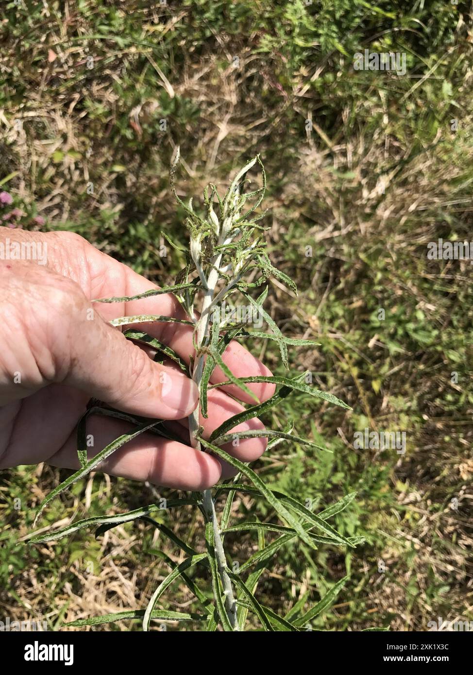 sweet everlasting (Pseudognaphalium obtusifolium) Plantae Stock Photo ...