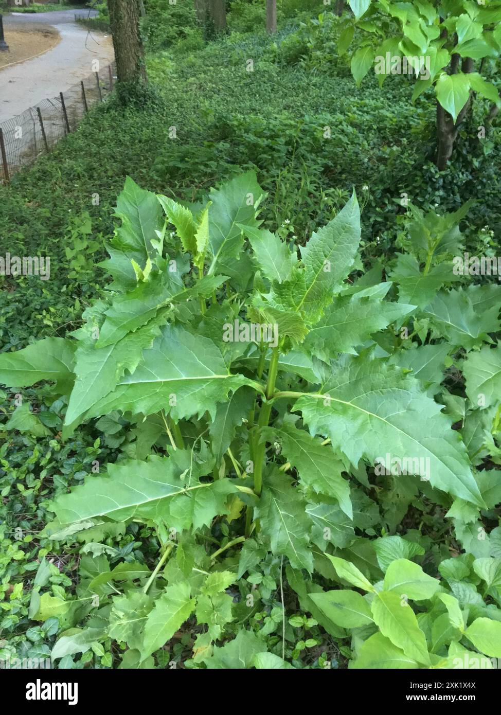 cup plant (Silphium perfoliatum) Plantae Stock Photo - Alamy