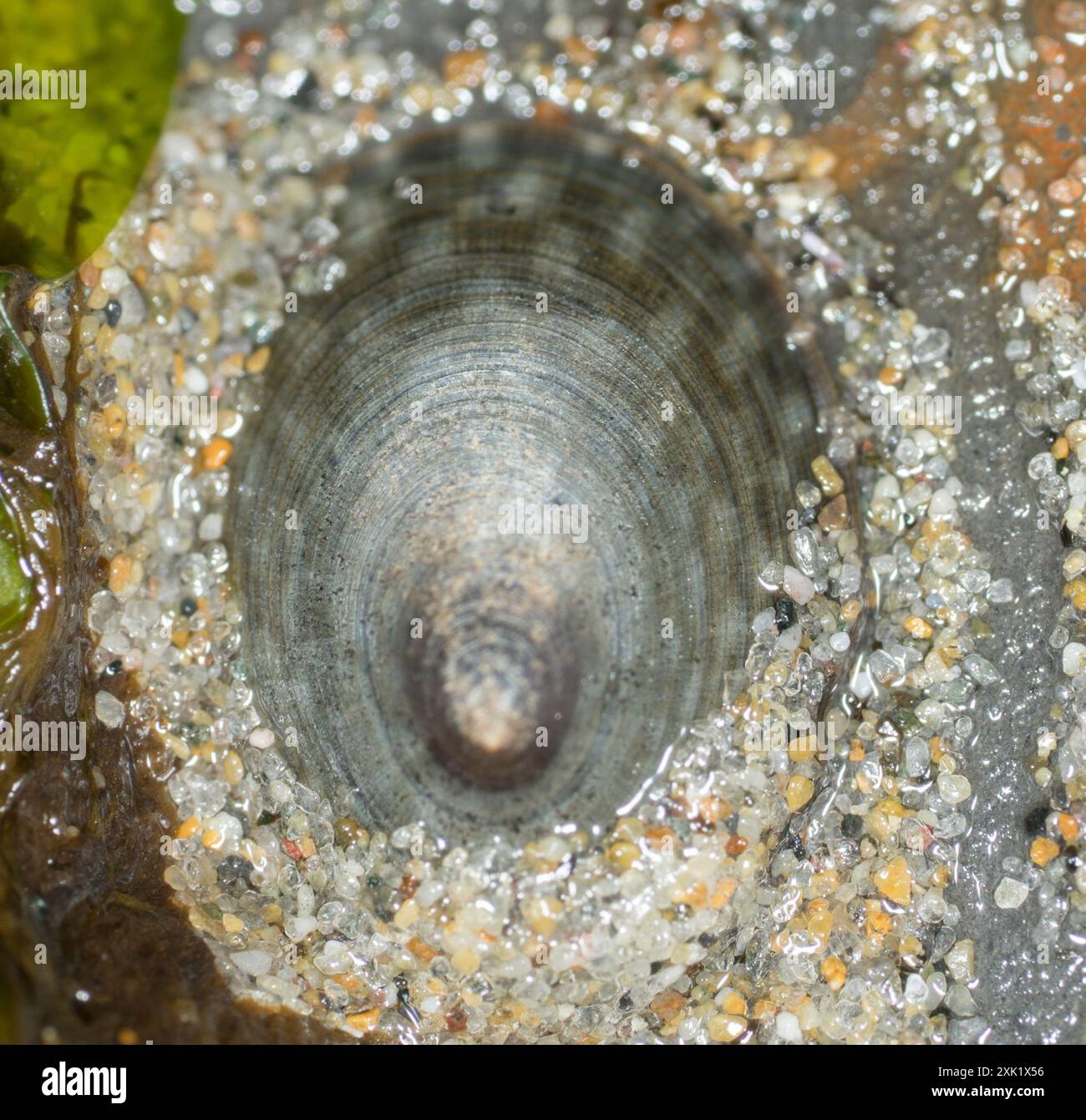 True Limpets (Patellogastropoda) Mollusca Stock Photo - Alamy