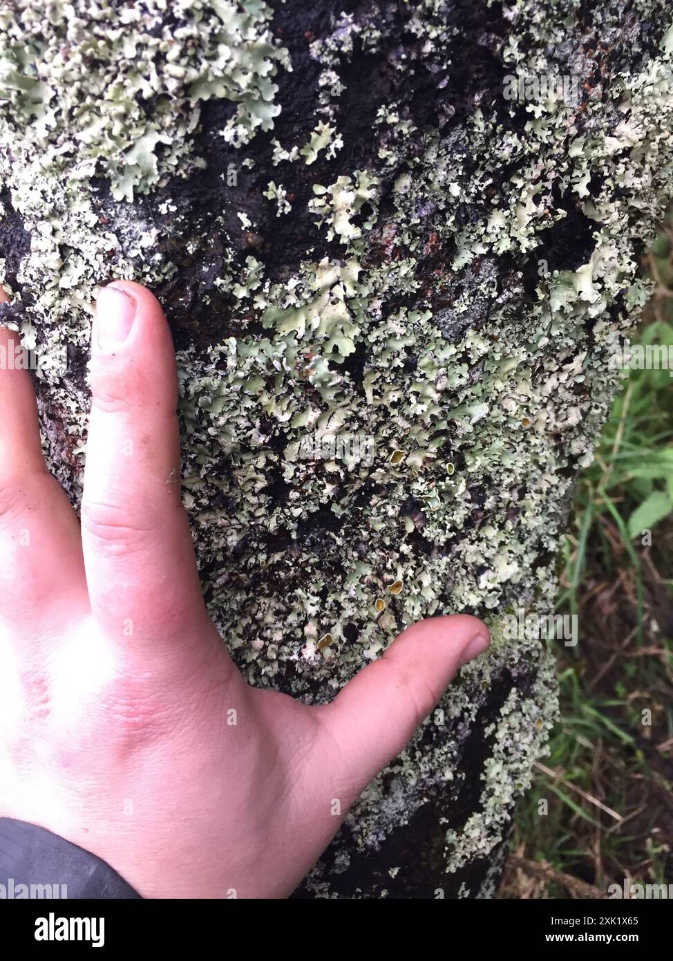 Ruffle Lichens (Parmotrema) Fungi Stock Photo - Alamy