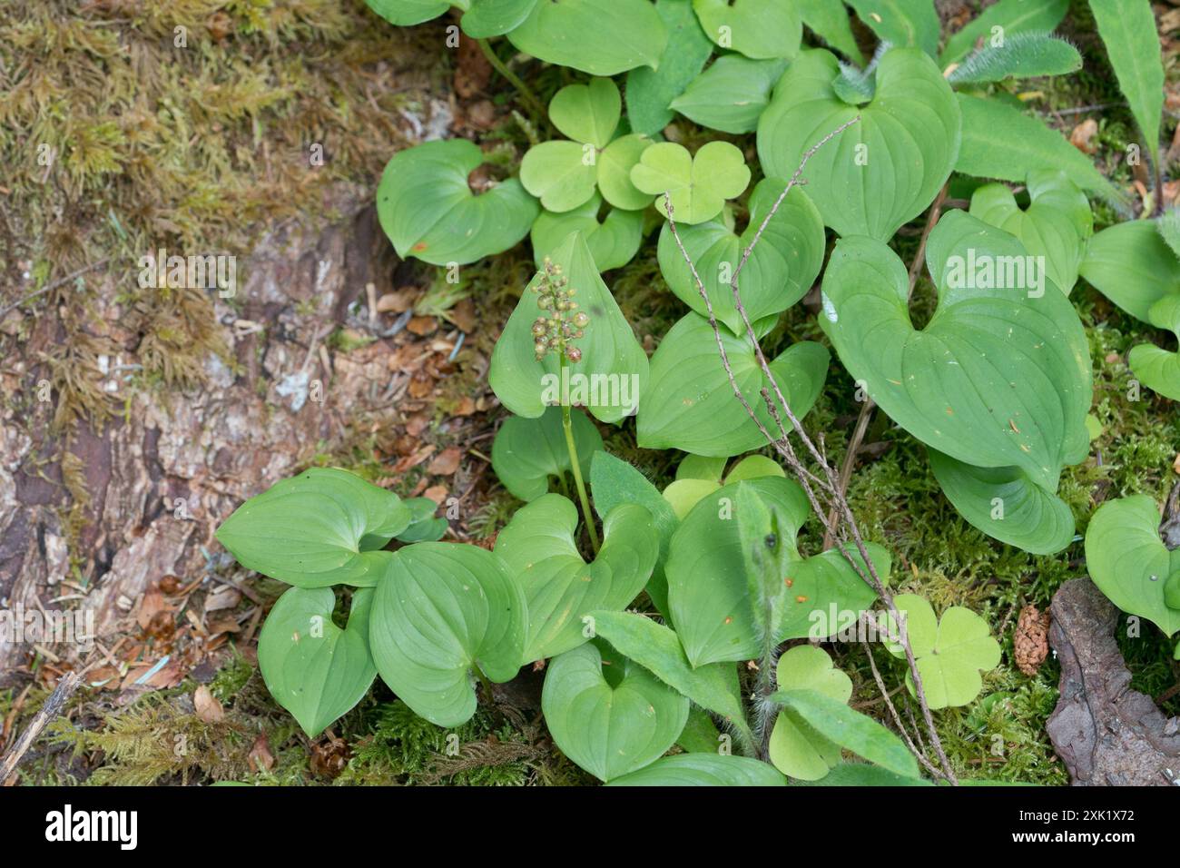 Western Lily of the Valley (Maianthemum dilatatum) Plantae Stock Photo ...