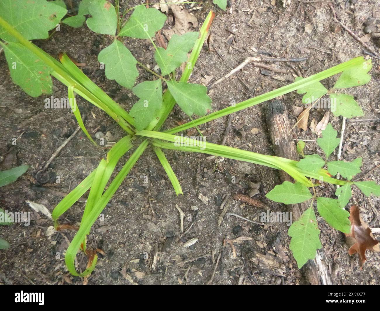fly poison (Amianthium muscitoxicum) Plantae Stock Photo - Alamy