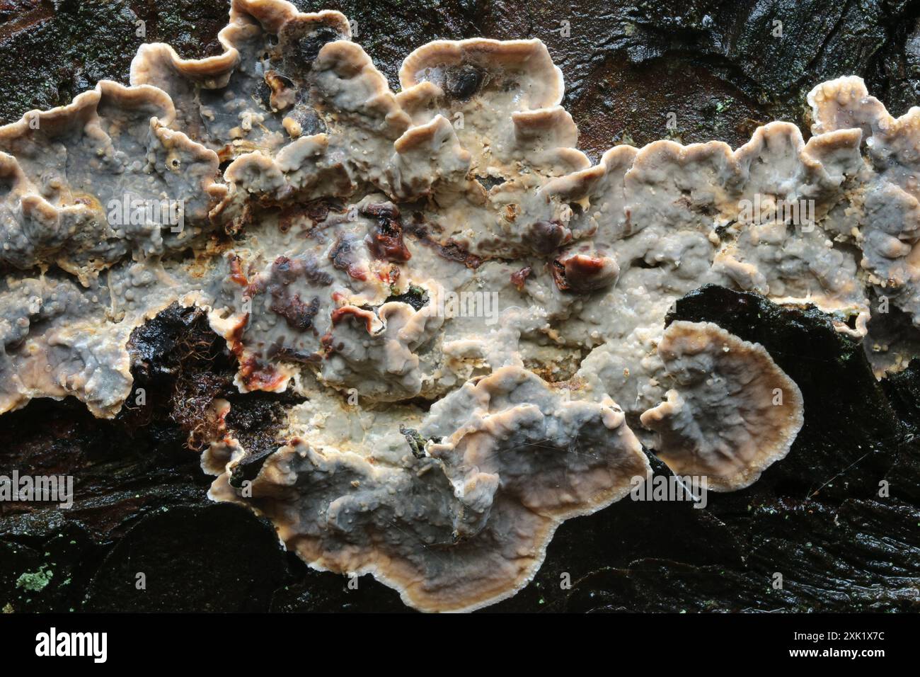 Bleeding Conifer Crust (Stereum sanguinolentum) Fungi Stock Photo - Alamy