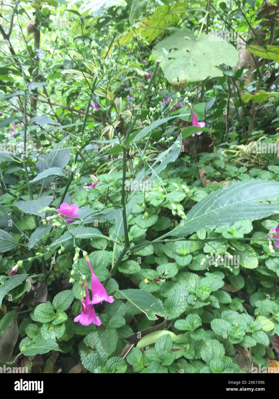 Strobilanthes hamiltoniana hi-res stock photography and images - Alamy