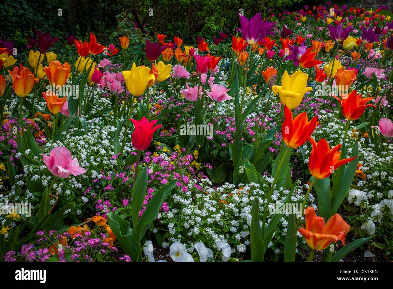 Many colored tulips hi-res stock photography and images - Alamy