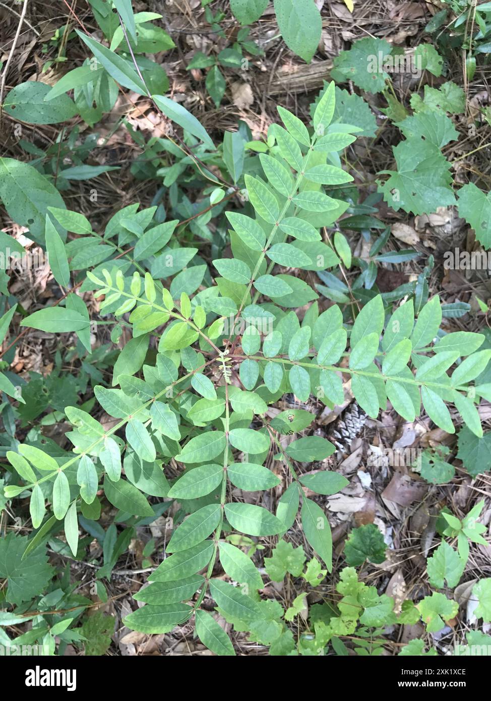 shining sumac (Rhus copallinum) Plantae Stock Photo - Alamy