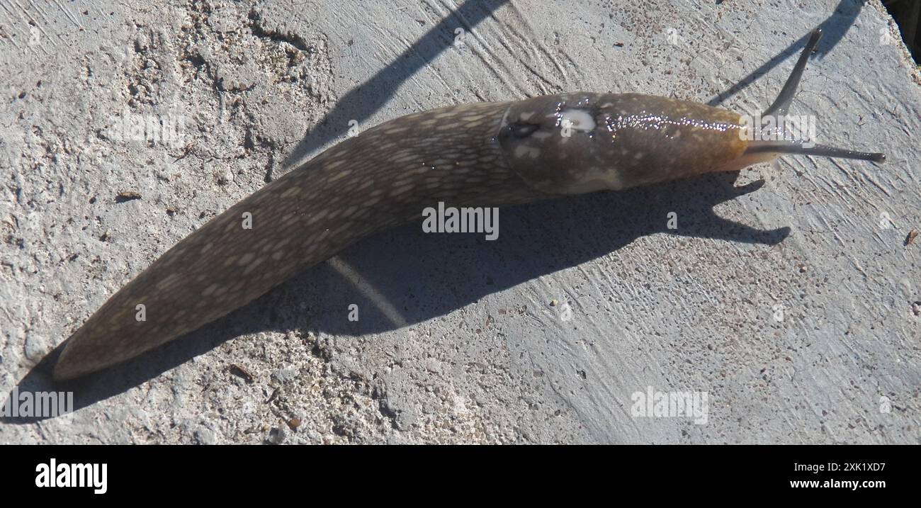 Yellow Cellar Slug (Limacus flavus) Mollusca Stock Photo - Alamy