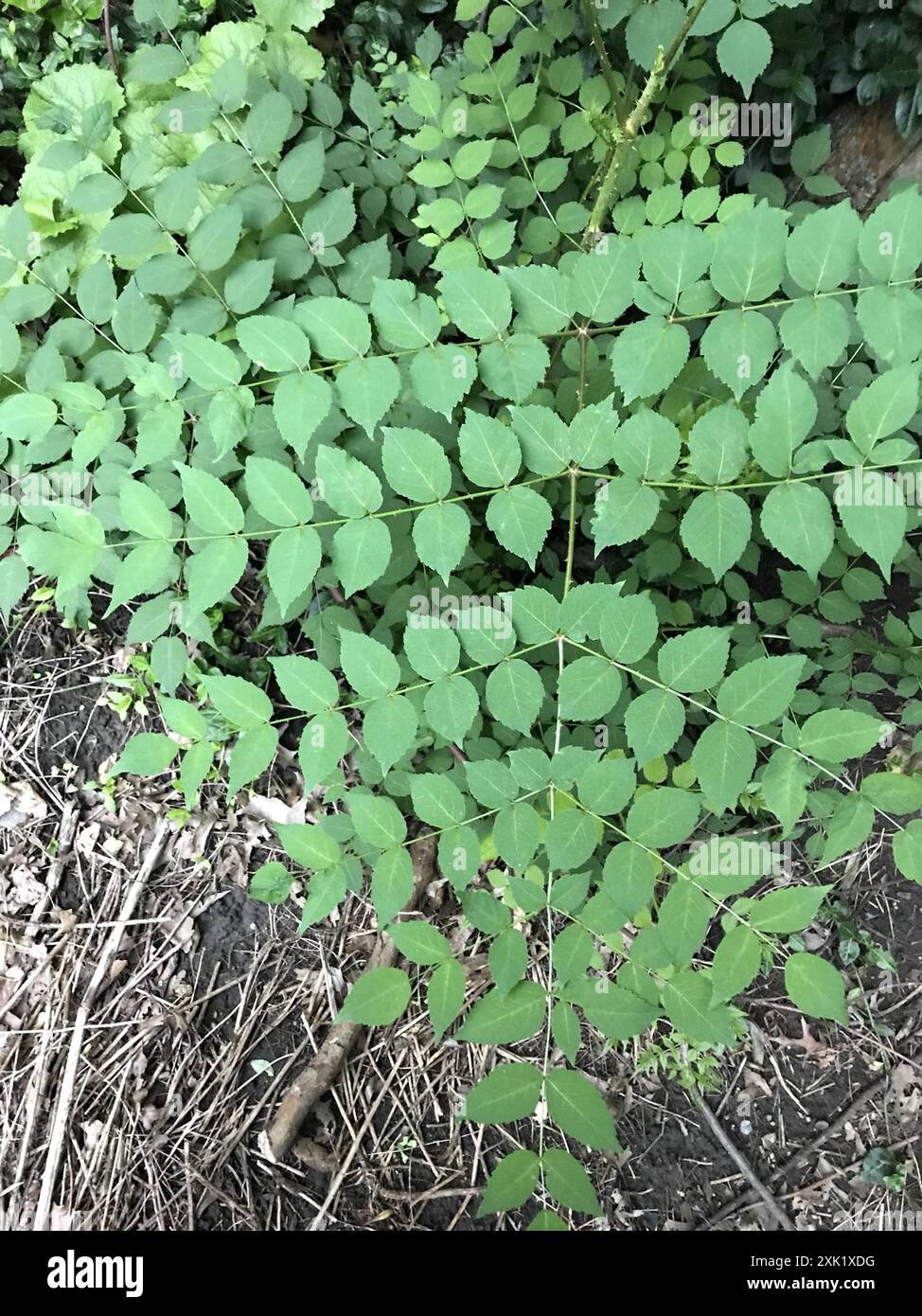 Japanese angelica tree (Aralia elata) Plantae Stock Photo - Alamy