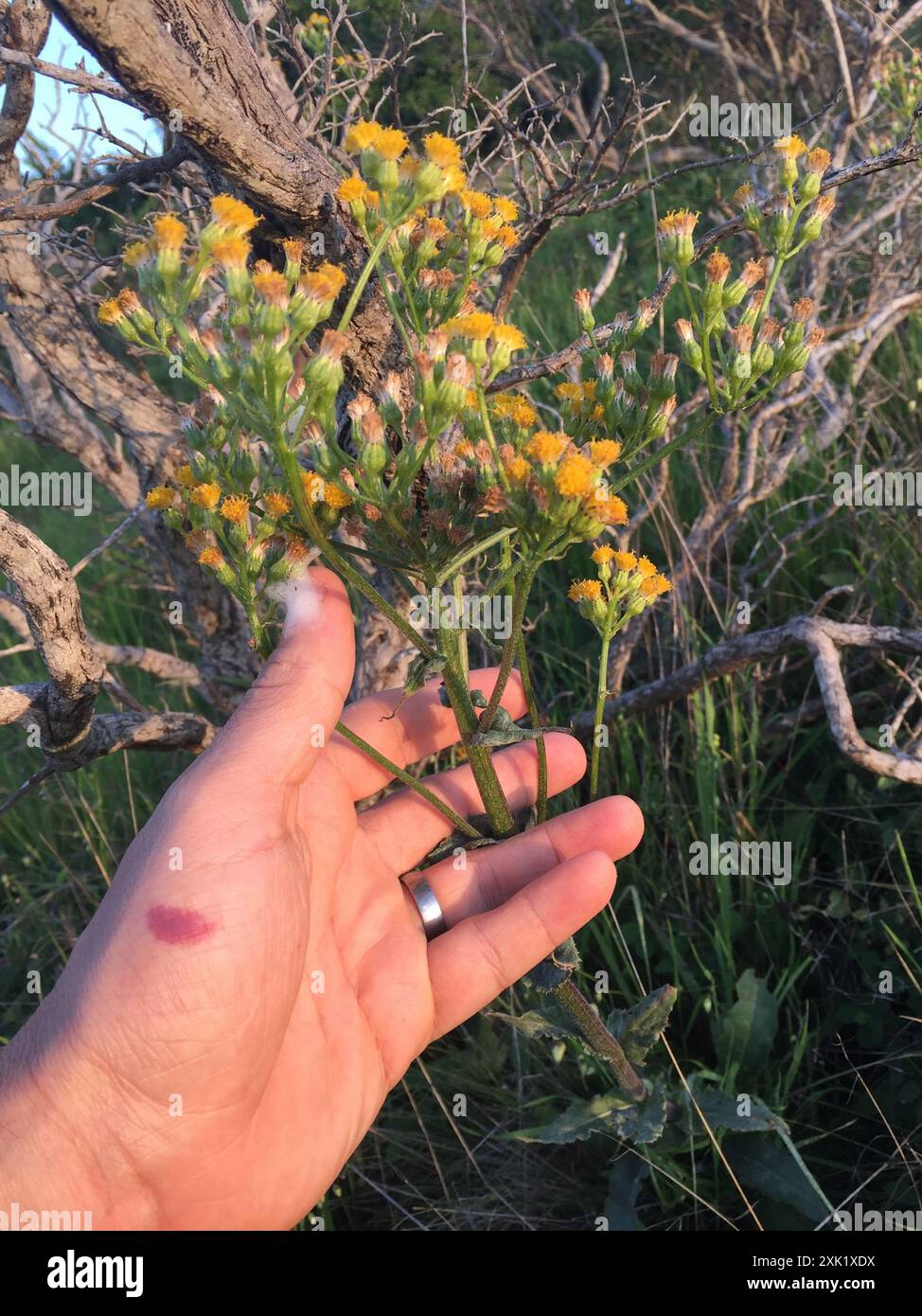 rayless ragwort (Senecio aronicoides) Plantae Stock Photo - Alamy