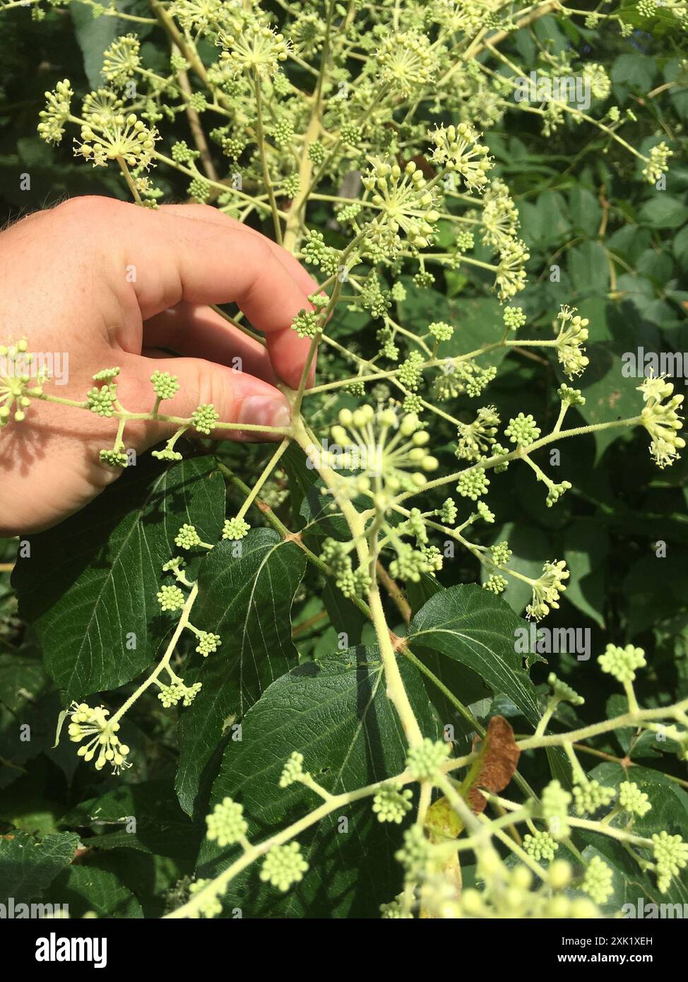 Japanese angelica tree (Aralia elata) Plantae Stock Photo - Alamy