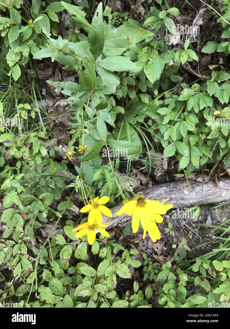 Greater Tickseed (Coreopsis major) Plantae Stock Photo - Alamy