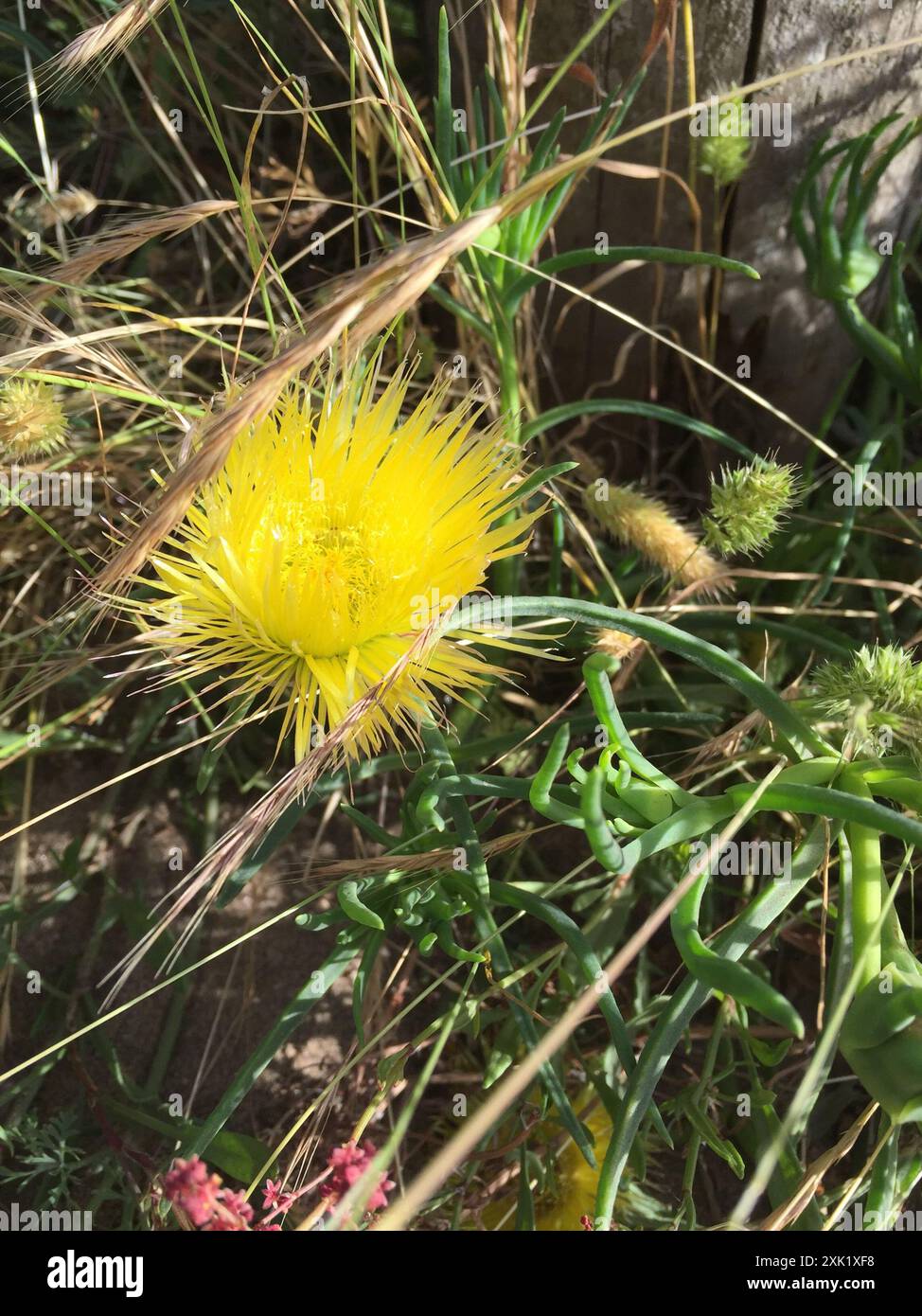 Pig's-root (Conicosia pugioniformis) Plantae Stock Photo - Alamy