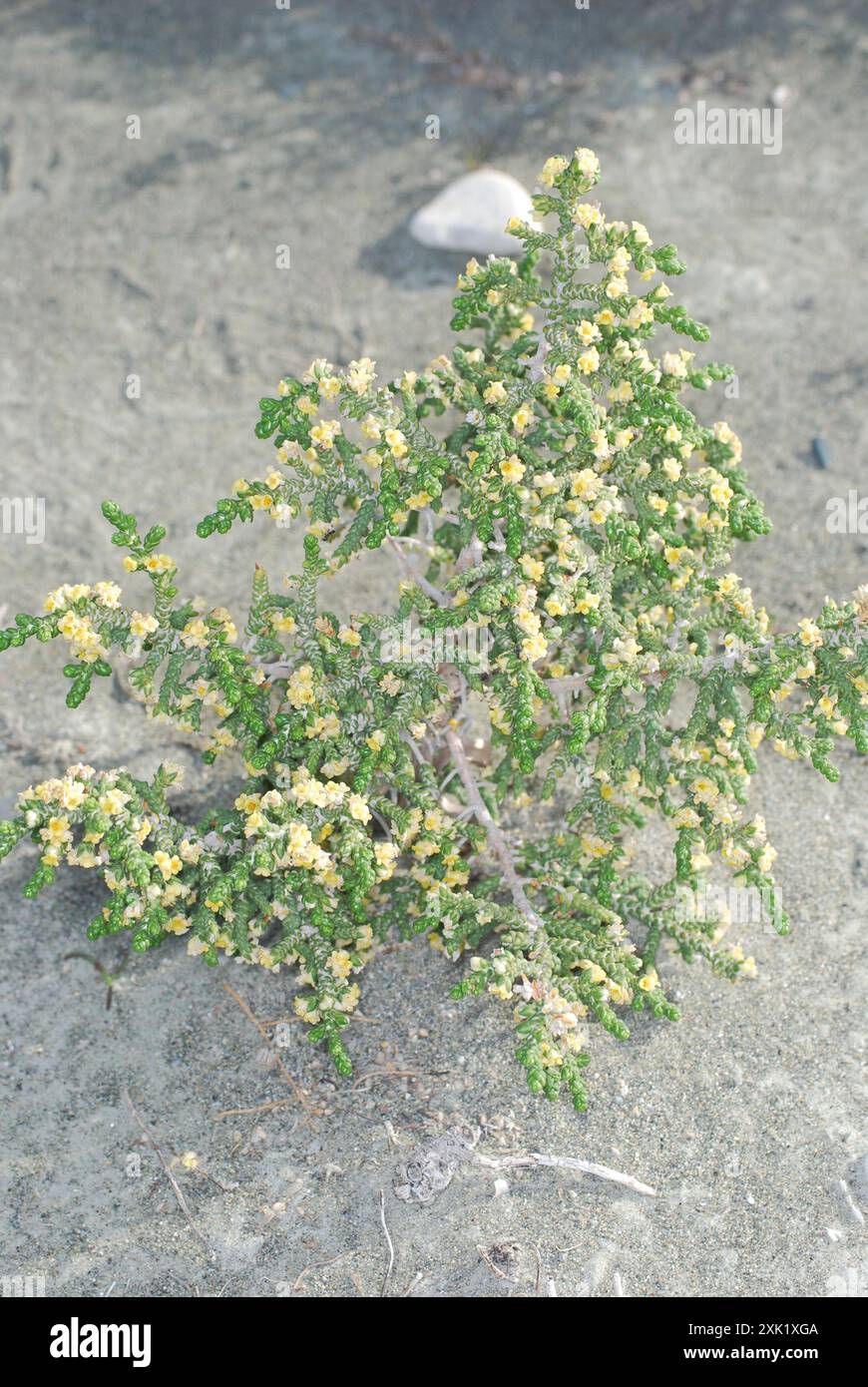 Mitnan (Thymelaea hirsuta) Plantae Stock Photo - Alamy