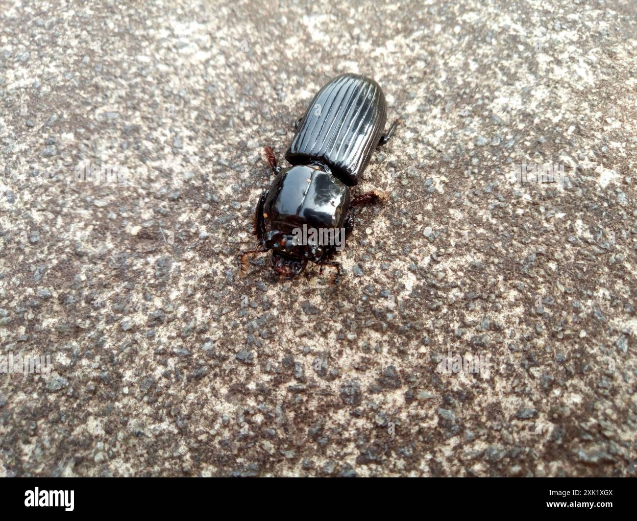 Horned Passalus Beetle (Odontotaenius disjunctus) Insecta Stock Photo ...