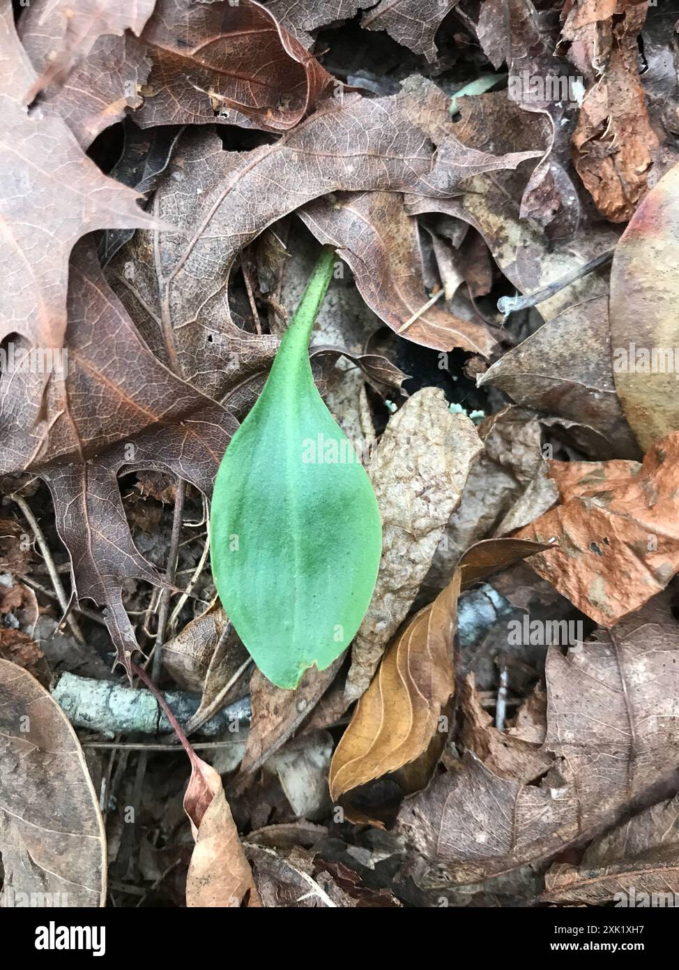 devil's bit (Chamaelirium luteum) Plantae Stock Photo - Alamy