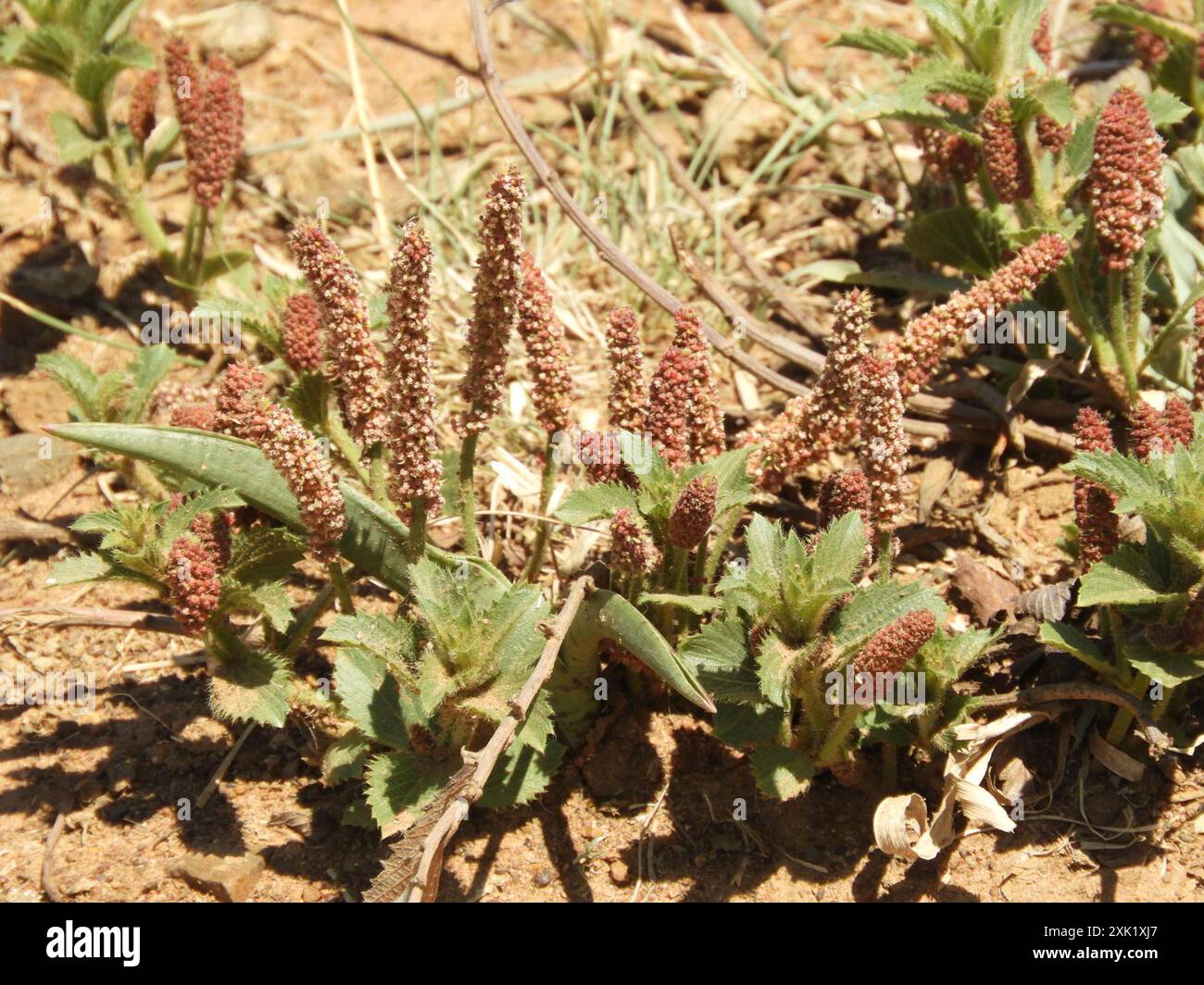 Brooms-an-brushes (Acalypha angustata) Plantae Stock Photo - Alamy