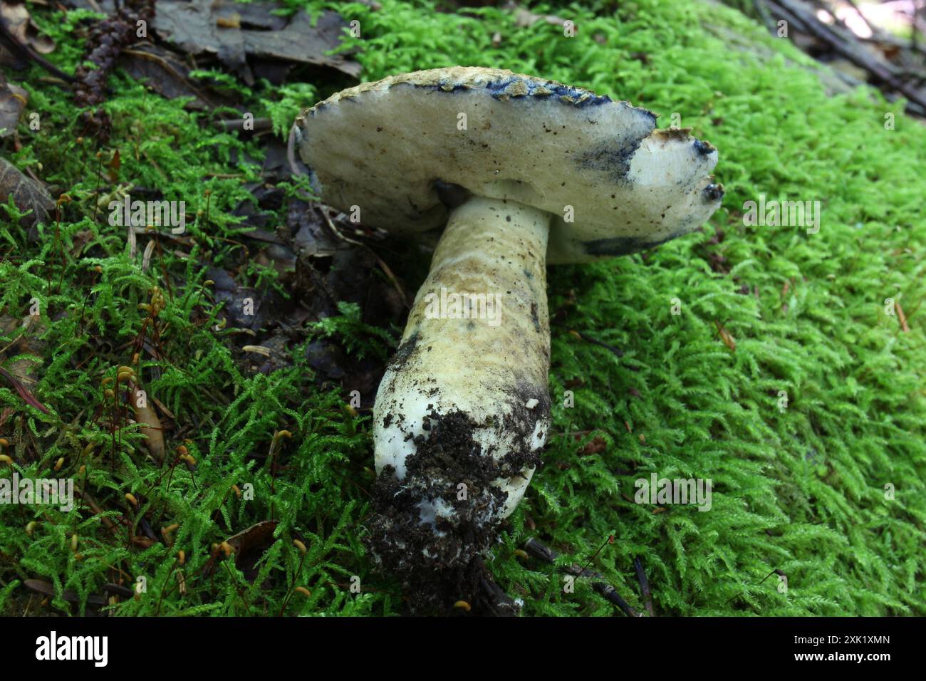 Cornflower Bolete (Gyroporus cyanescens) Fungi Stock Photo - Alamy