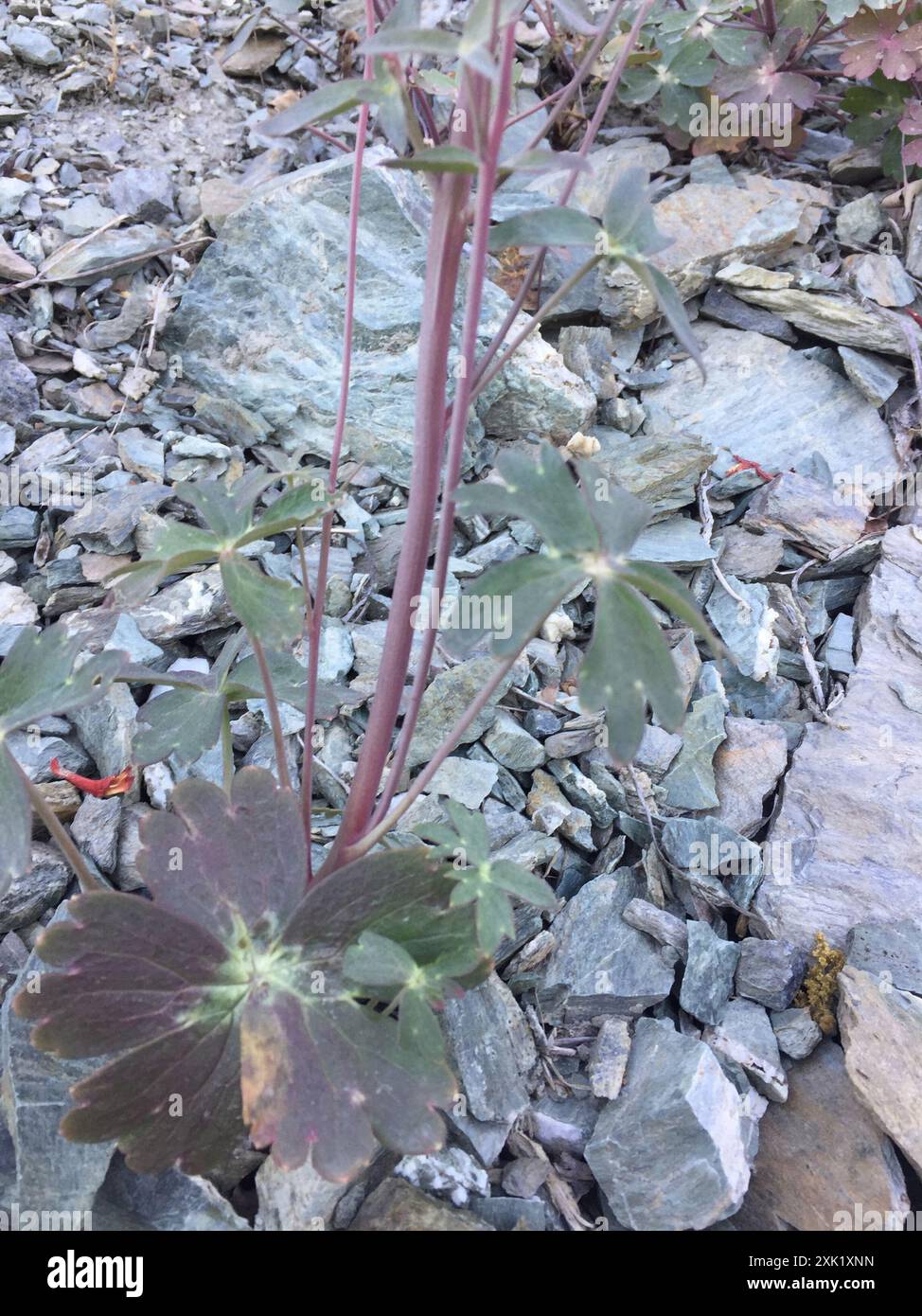 Red larkspur (Delphinium nudicaule) Plantae Stock Photo - Alamy