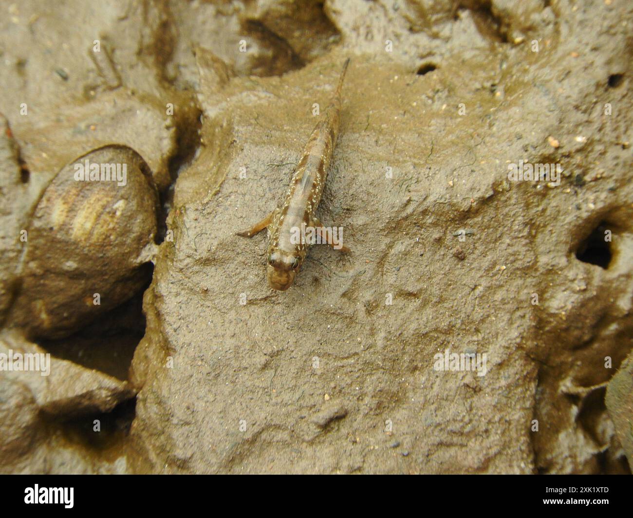 Atlantic Mudskipper (Periophthalmus barbarus) Actinopterygii Stock ...