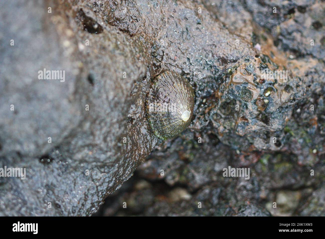 Indo-Pacific Limpets (Cellana) Mollusca Stock Photo - Alamy