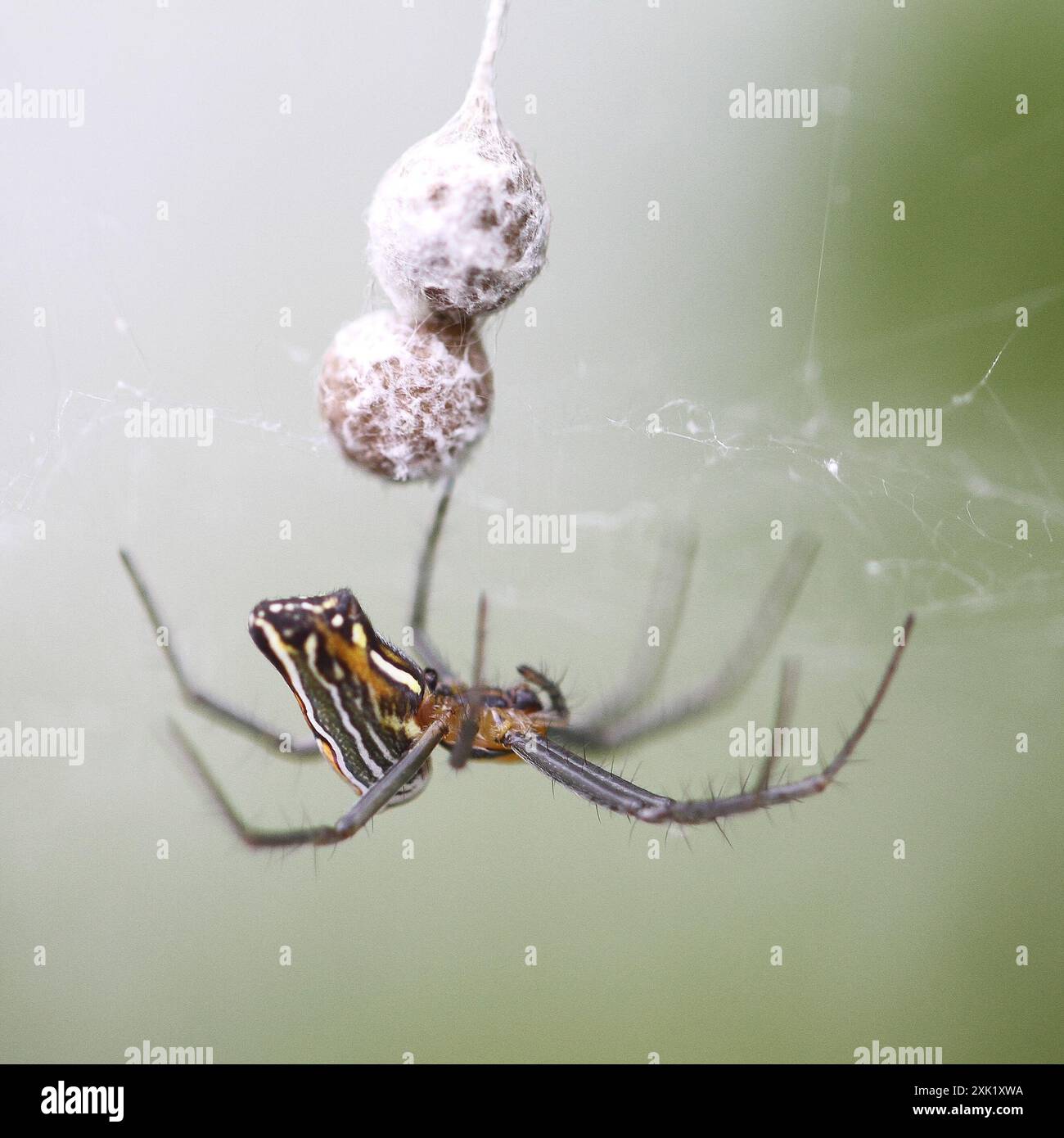 Basilica Orbweaver (Mecynogea lemniscata) Arachnida Stock Photo - Alamy