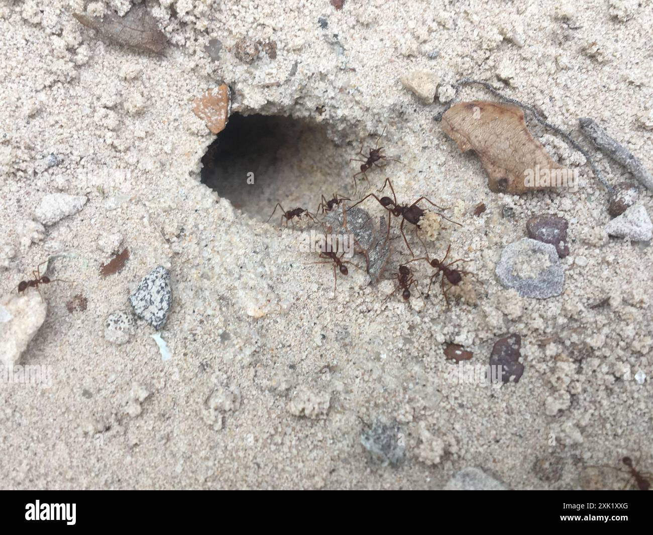 Texas leafcutter ant hi-res stock photography and images - Alamy