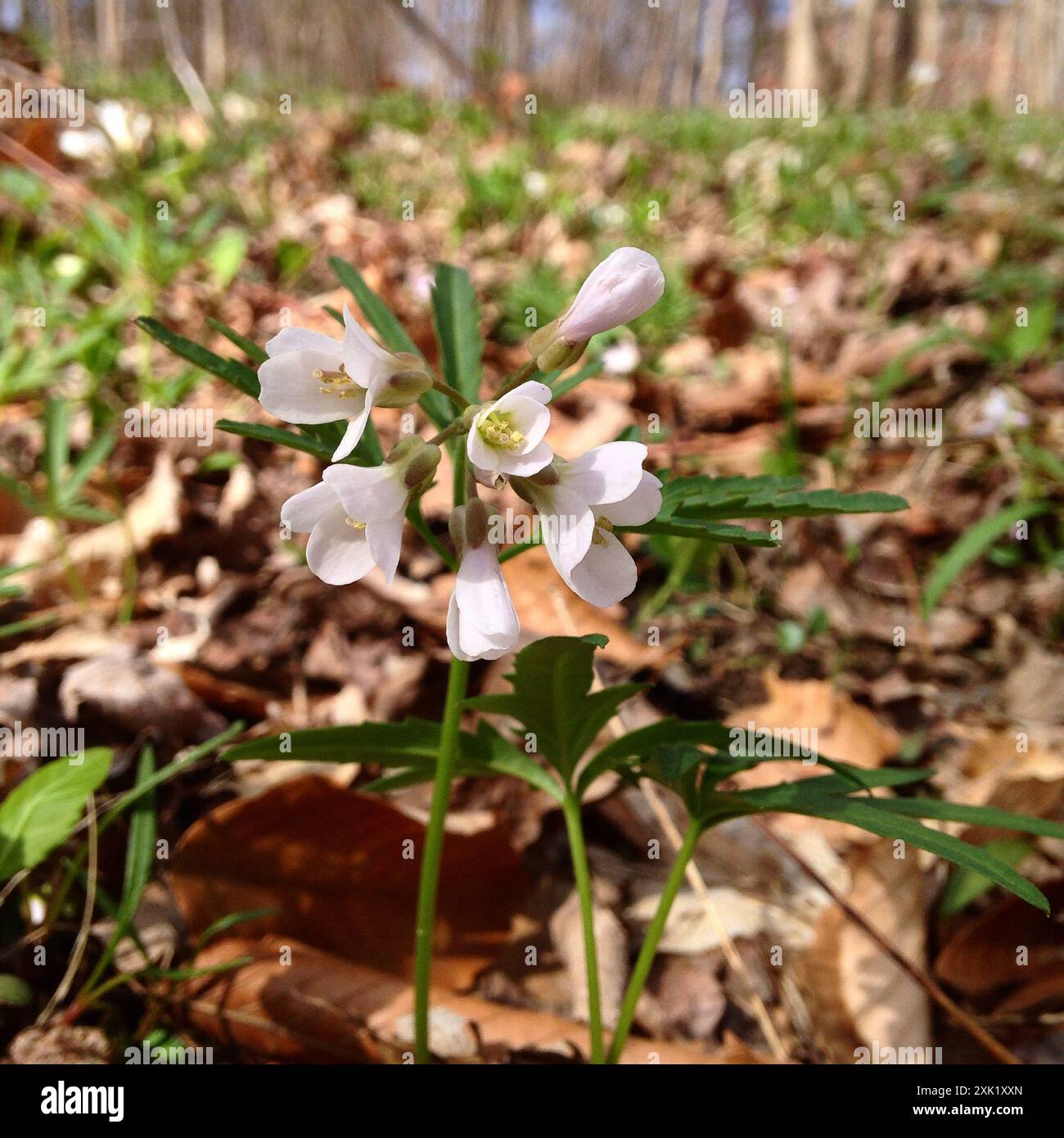 cut-leaved toothwort (Cardamine concatenata) Plantae Stock Photo - Alamy