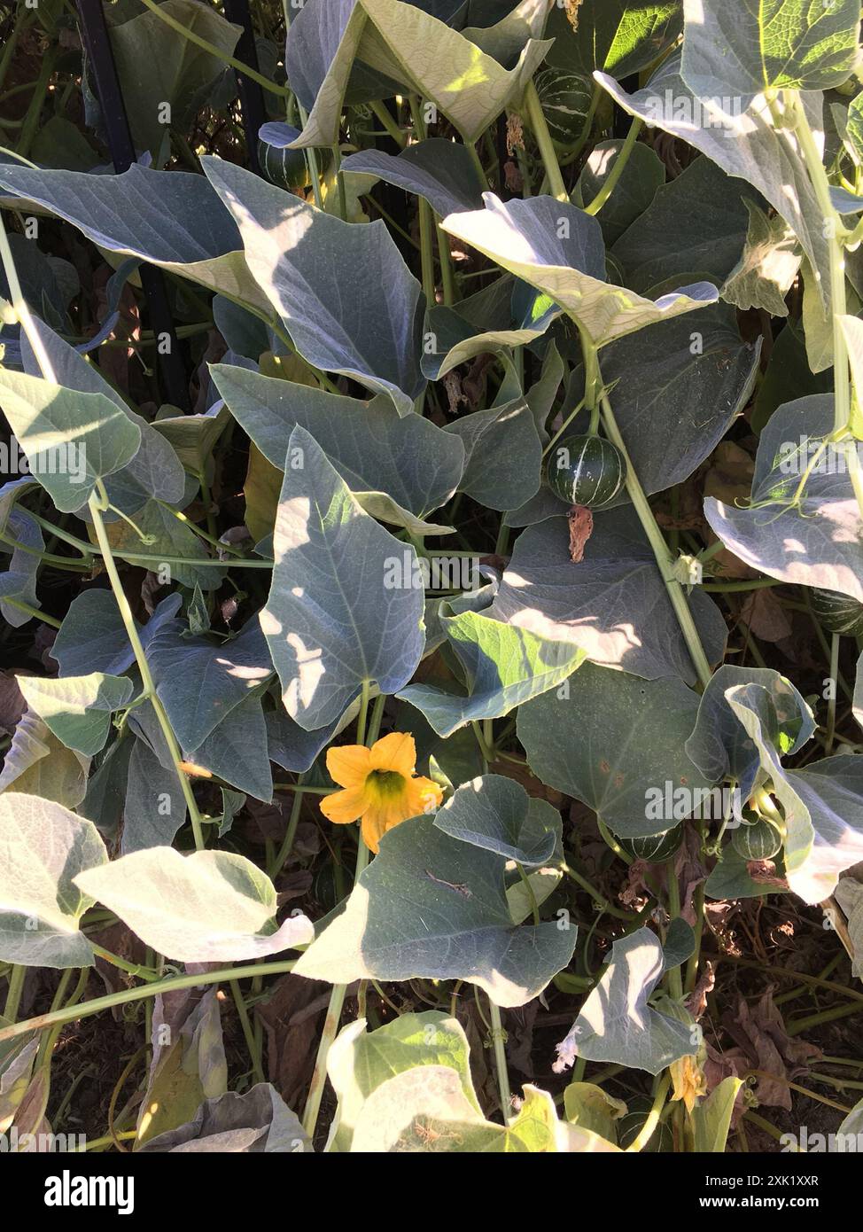 Buffalo Gourd (Cucurbita foetidissima) Plantae Stock Photo - Alamy