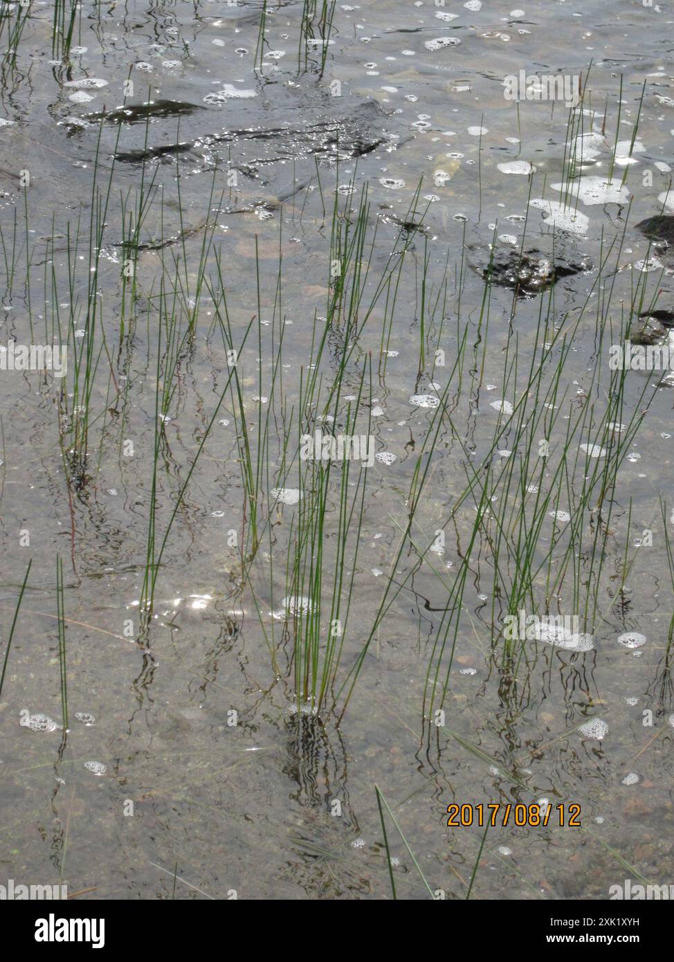 Common Spike-rush (Eleocharis palustris) Plantae Stock Photo - Alamy